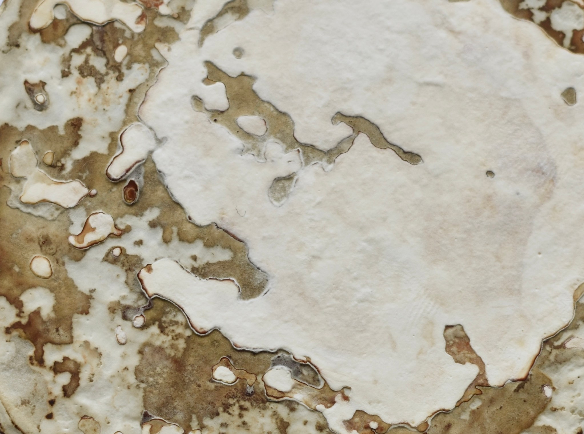 Fumo Panels – Biodegradable Mycelium Wall Panels for Eco-Conscious ...